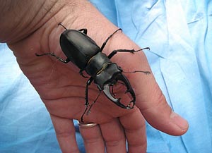 QUALCUNO CONOSCE QUESTI INSETTI ???? - POLOVW.IT