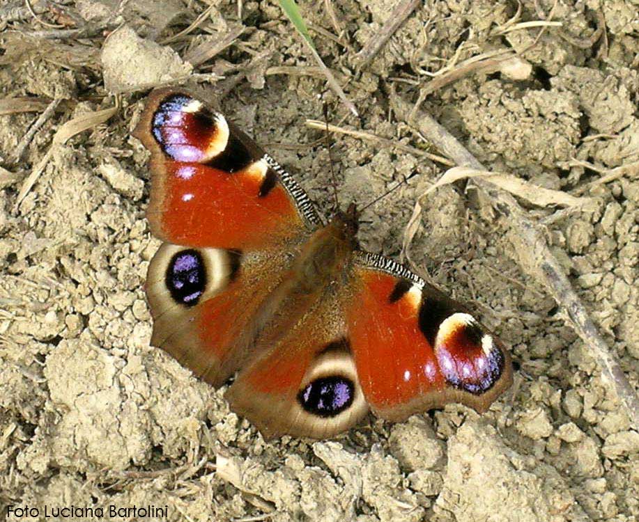 io - JungleKey.fr Image #300