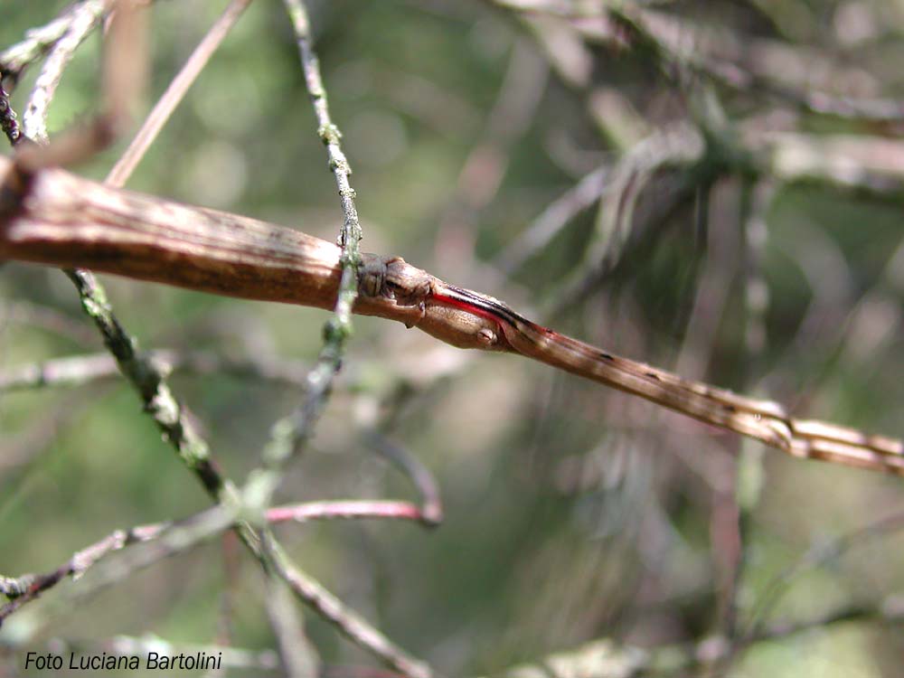 Phasmidi, gli insetti stecco