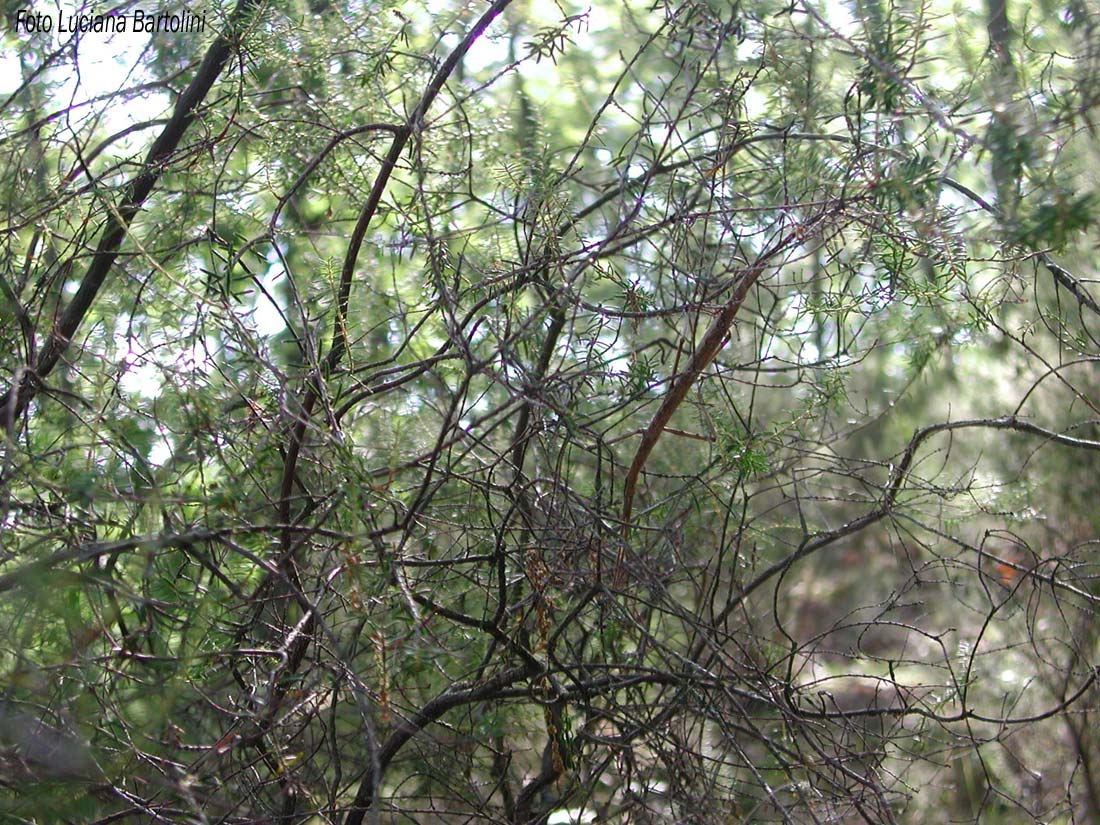 Phasmidi, gli insetti stecco