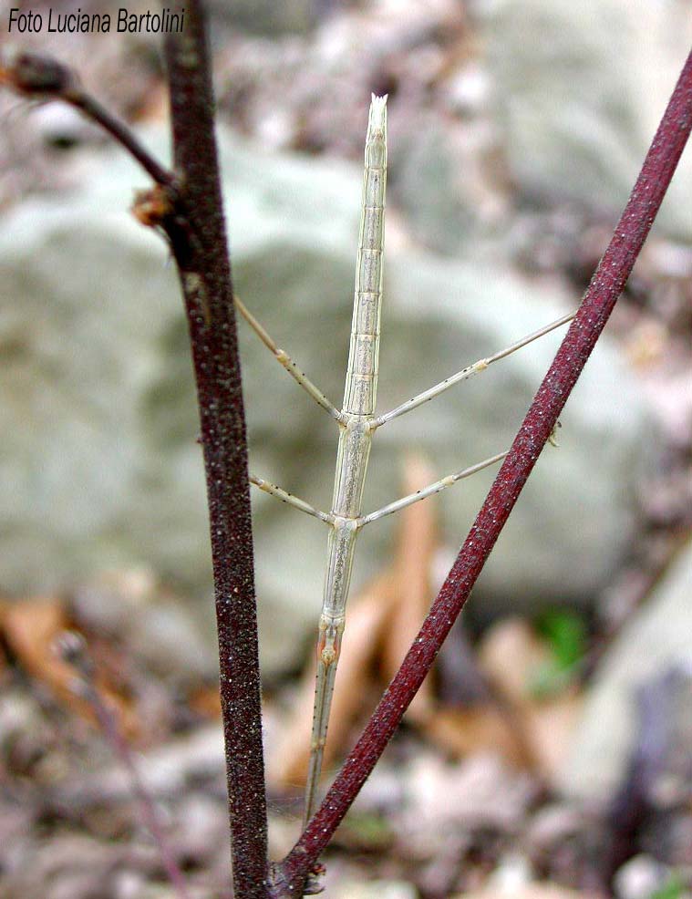 Phasmidi, gli insetti stecco